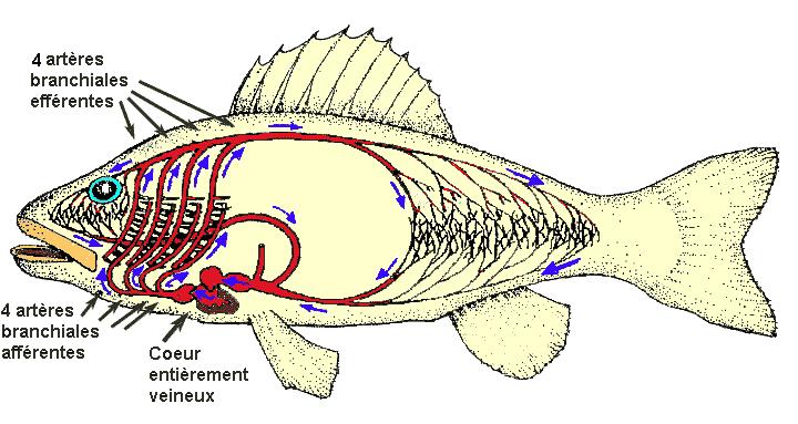 Les poissons (Les vertébrés aquatiques)