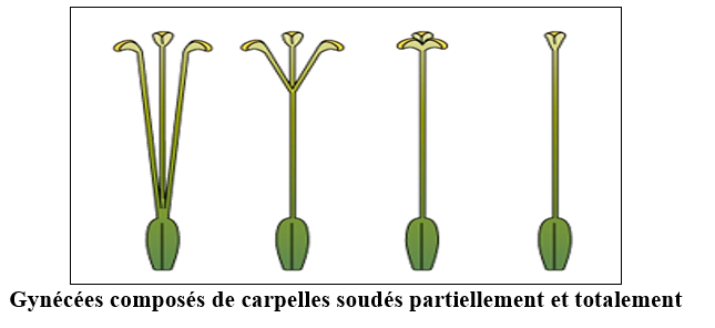 Étude d'une fleur (Le gynécée ou pistil. )